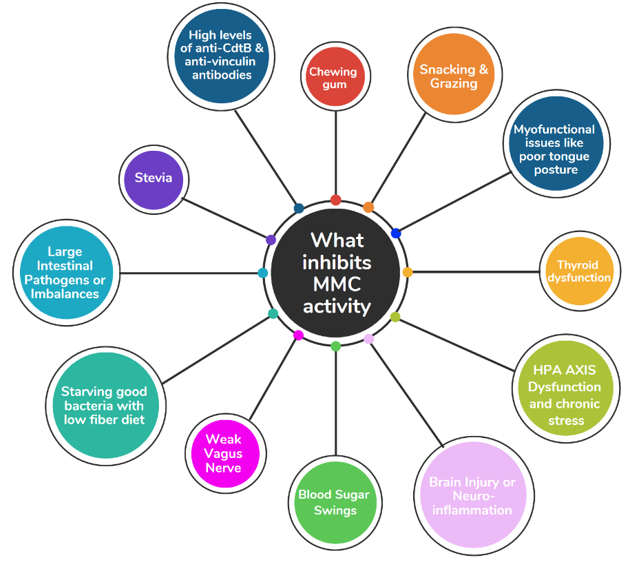 What inhibits migrating motor complex (MMC) activity? – The SIBO Diaries